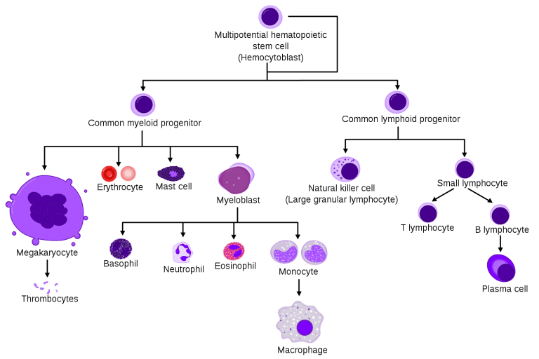 Platelets - Function - Aggregation - Adhesion - TeachMePhysiology