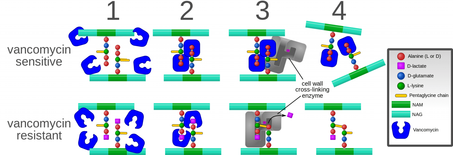 Synapses - TeachMePhysiology