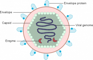 Pathogens - Bacteria - Viruses - Gram Stain - TeachMePhysiology