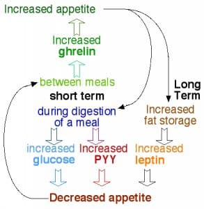 Appetite - Control - Ghrelin - Leptin - TeachMePhysiology
