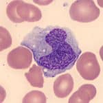 White Blood Cells - Granulocytes - Agranulocytes - TeachMePhysiology