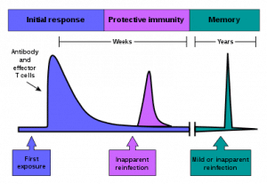 Primary and Secondary Responses - Memory cells - TeachMePhysiology