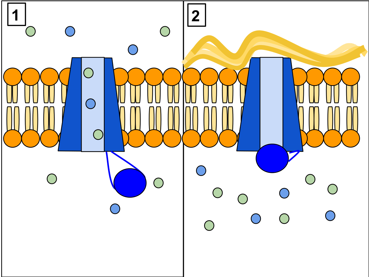Diffusion - Simple - Facilitated - TeachMePhysiology