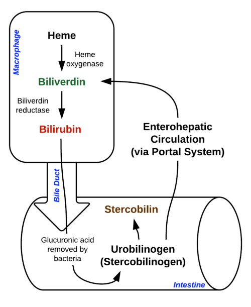 Bilirubin Metabolism Unconjugated Jaundice TeachMePhysiology
