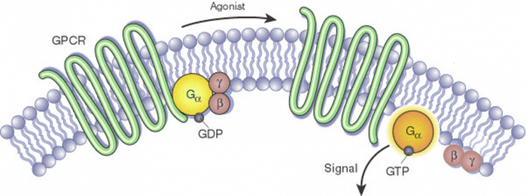 Molecules and Signalling - TeachMePhysiology