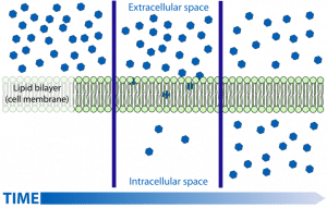 Diffusion - Simple - Facilitated - TeachMePhysiology