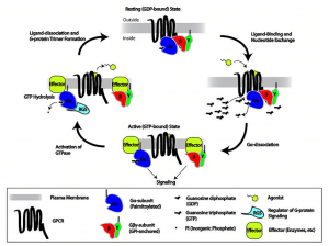 G-Proteins (GPCRs) - Structure - Function - TeachMePhysiology