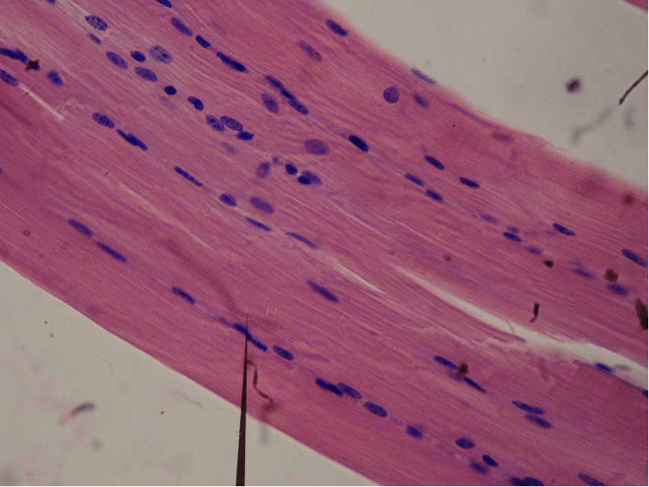 Smooth Muscular Tissue Smooth Muscular Tissue