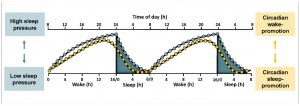 Consciousness and Sleep - REM - Stages of Sleep - TeachMePhysiology