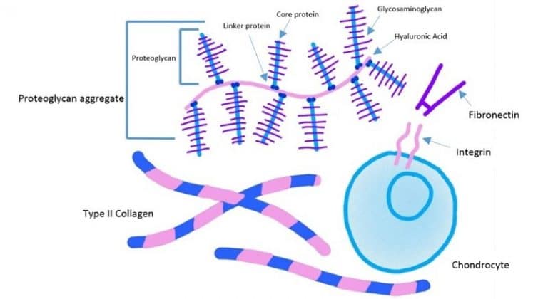Cartilage - Hyaline - Elastic - Fibrocartilage - TeachMePhysiology