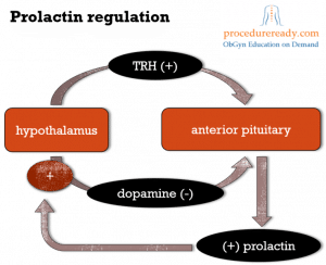 Prolactin - Functions - Regulation - Secretion - TeachMePhysiology