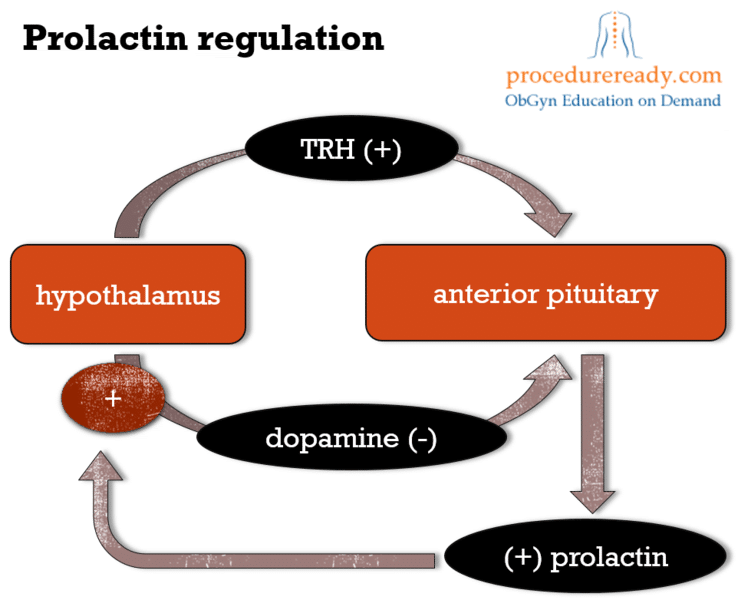 Prolactin Functions Regulation Secretion TeachMePhysiology Prolactin Functions Regulation Secretion TeachMePhysiology