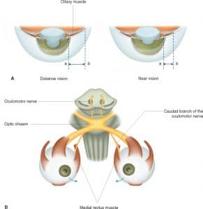Ocular Accommodation - Refraction - Neurology - Teachmephysiology
