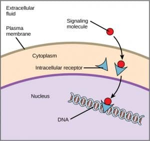 Cellular Receptors - Cell Surface - Internal - TeachMePhysiology
