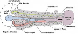 Hepatic Circulation - Special Circulations - TeachMePhysiology
