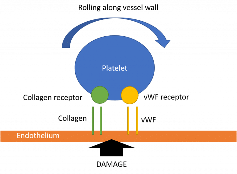 Platelets - Function - Aggregation - Adhesion - TeachMePhysiology