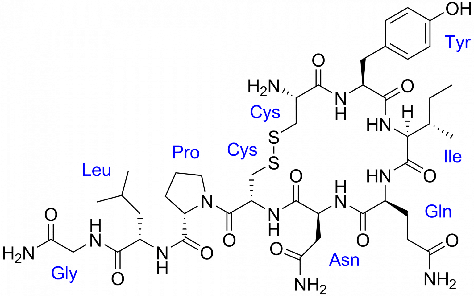 Oxytocin - Production - Function - TeachMePhysiology