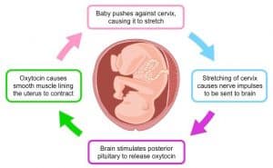 Oxytocin - Physiology - Function - TeachMePhysiology