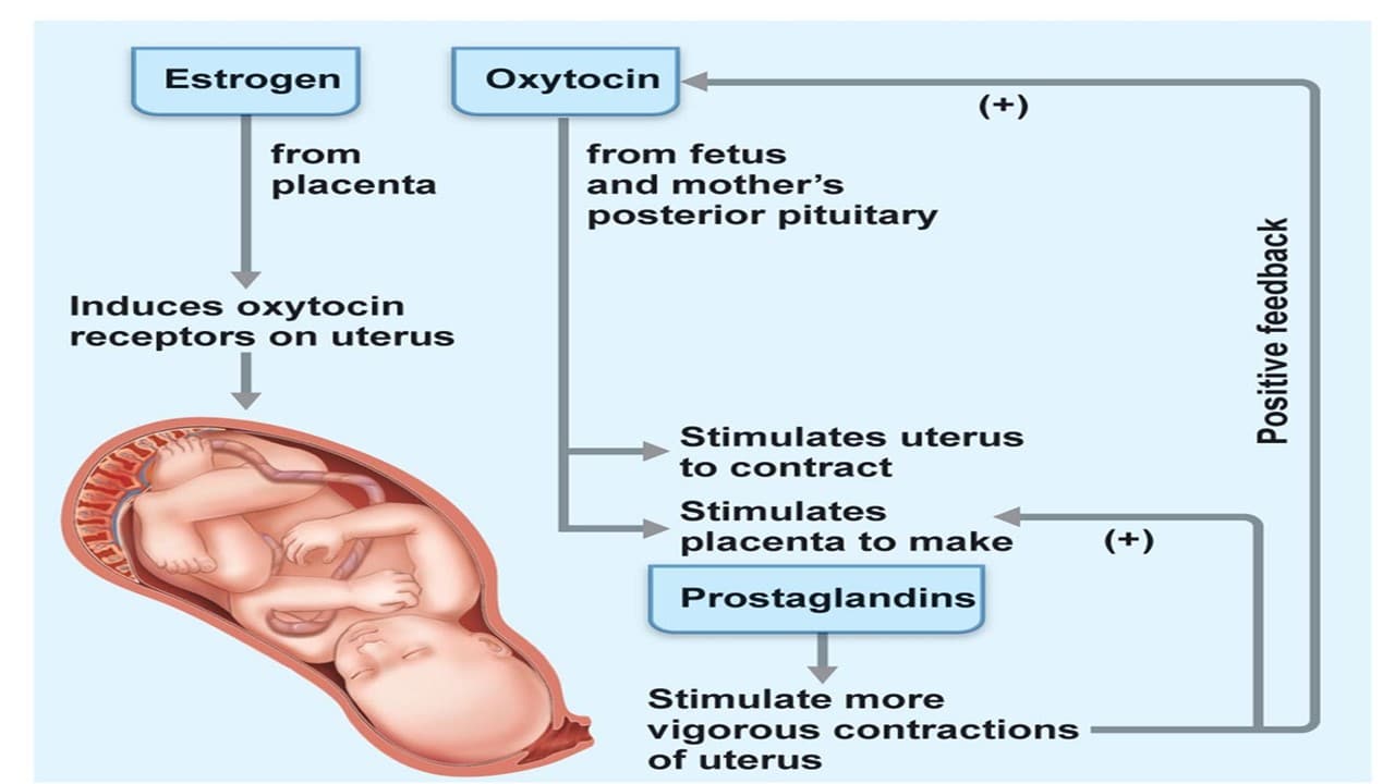 Posterior Pituitary Gland - ADH and Oxytocin - TeachMePhysiology