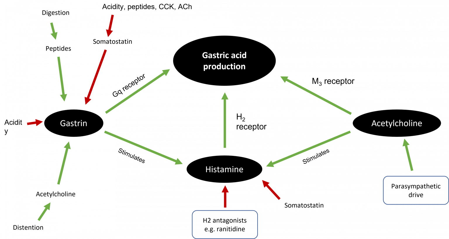 Somatostatin - Structure - Function - TeachMePhysiology