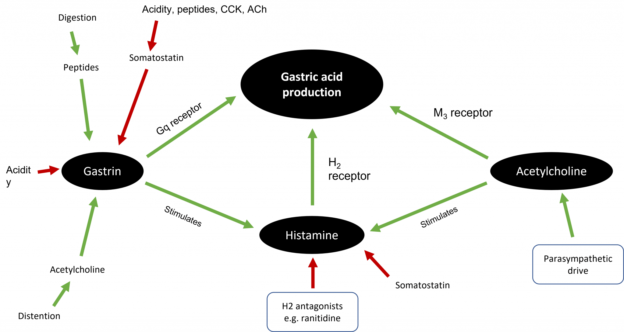 Somatostatin - Structure - Function - TeachMePhysiology