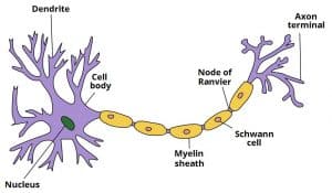 Synapses - TeachMePhysiology
