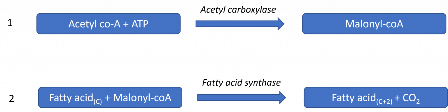 Lipid Metabolism in the Liver - Lipolysis - TeachMePhysiology