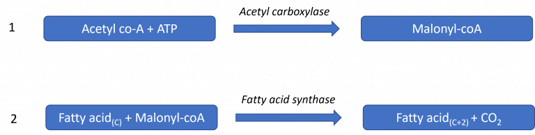 Lipid Metabolism in the Liver - Lipolysis - TeachMePhysiology