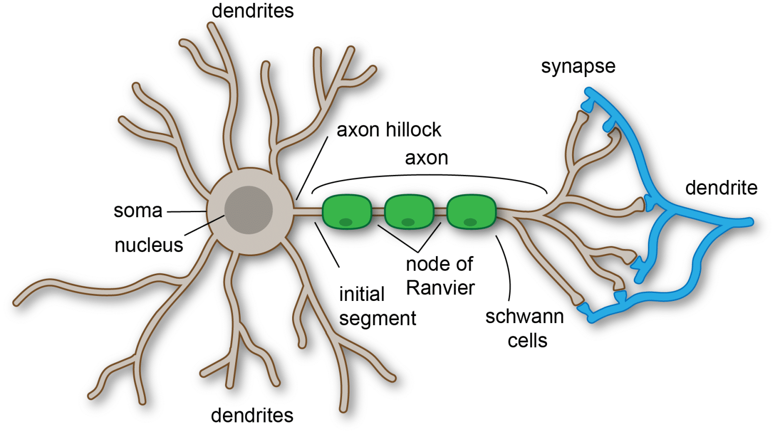 Cells of the Nervous System - TeachMePhysiology