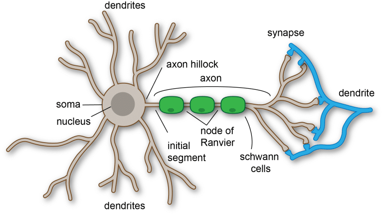 Cells of the Nervous System - TeachMePhysiology