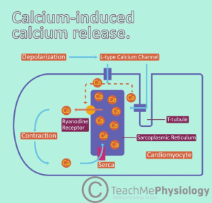 Contraction of Cardiac Muscle - Pathway - TeachMePhysiology