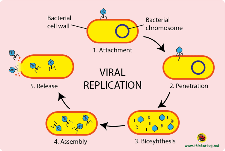 Viral Infection - Viral Structure - Viral Replication - TeachMePhysiology