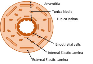 Circulation - TeachMePhysiology