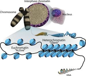 Nucleus - Structure - Function - TeachMePhysiology