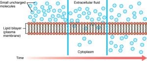 The Large Intestine - TeachMePhysiology