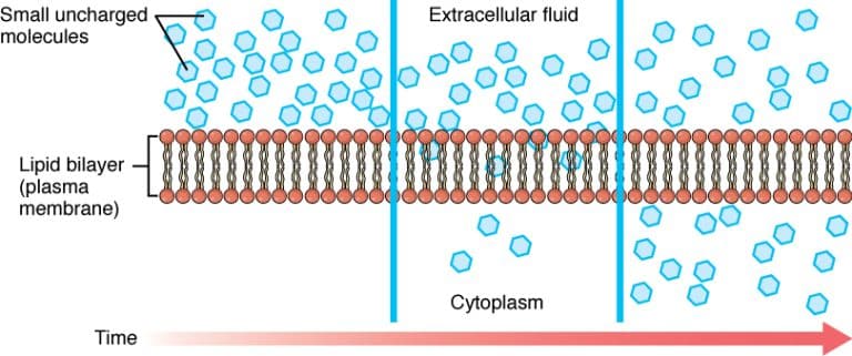 Diffusion - Simple - Facilitated - TeachMePhysiology