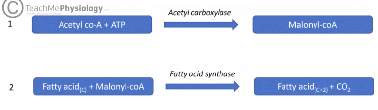 Lipid Metabolism in the Liver - Lipolysis - TeachMePhysiology