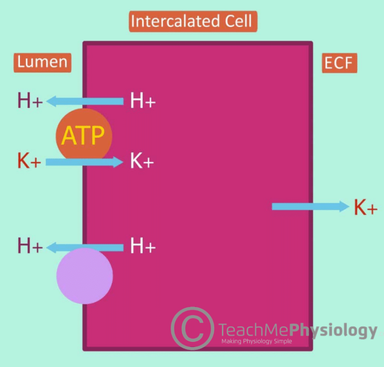 External Balance of Potassium - Regulation - TeachMePhysiology