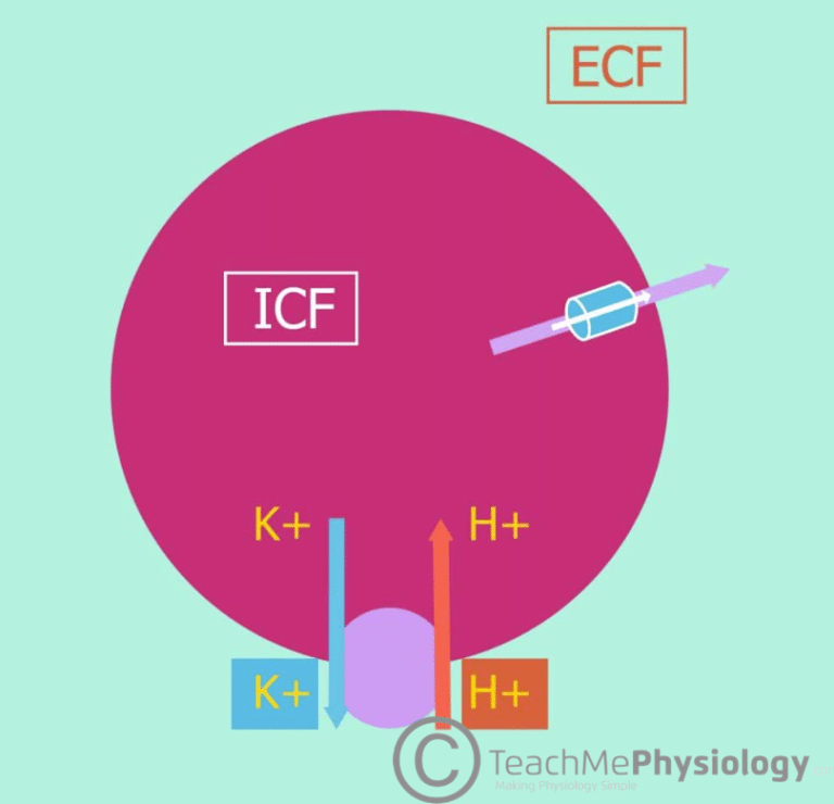 Internal Balance of Potassium - Regulation - TeachMePhysiology
