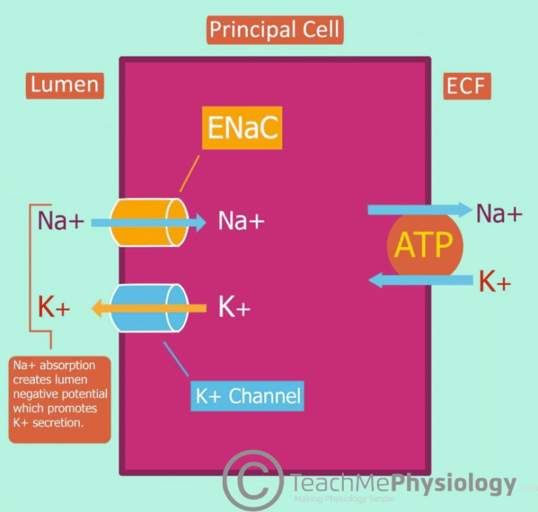 External Balance of Potassium - Regulation - TeachMePhysiology