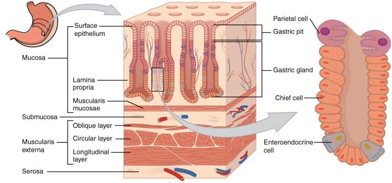 Gastric Mucus Production - Regulation - TeachMePhysiology