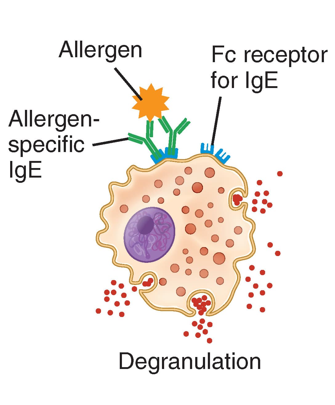 Hypersensitivity Reactions - Types - T cell - TeachMePhysiology