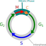 The Cell Cycle - Phases - Regulation - TeachMePhysiology