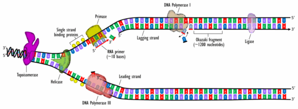 DNA Replication - Stages of Replication - TeachMePhyiology