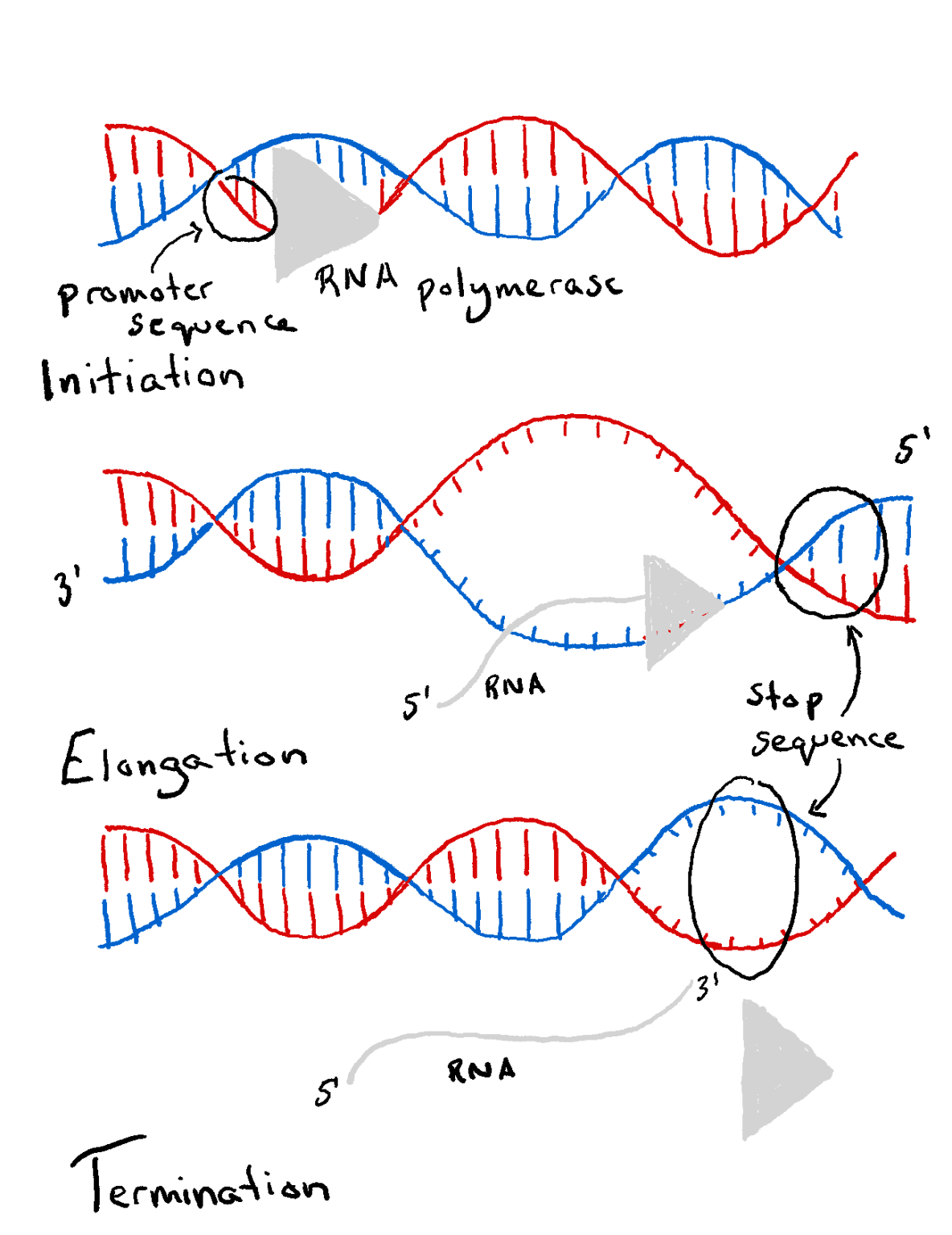 Transcription of DNA - Stages - Processing - TeachMePhysiology