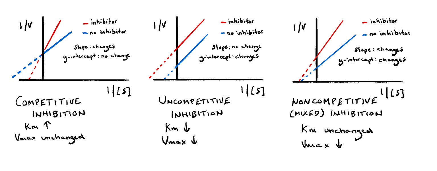 Enzyme Kinetics - Structure - Function - Michaelis-Menten Kinetics