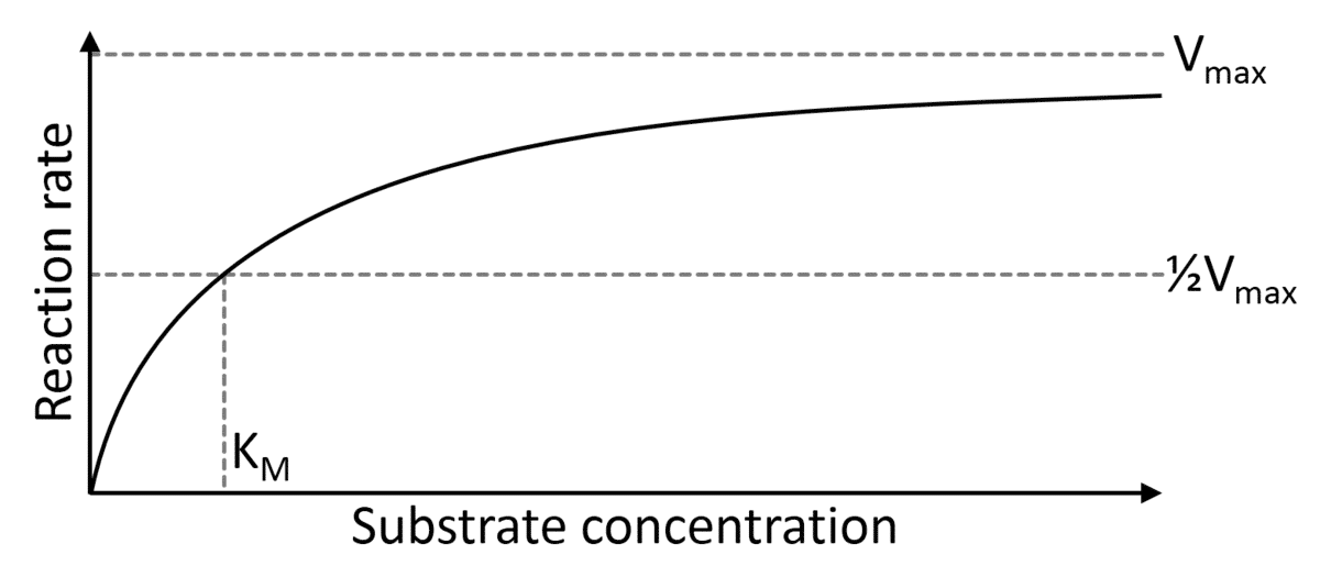 Enzyme Kinetics - Structure - Function - Michaelis-Menten Kinetics