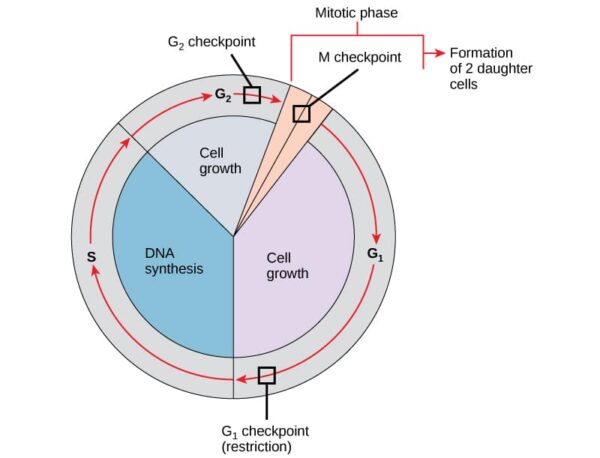 The Cell Cycle - Phases - Regulation - TeachMePhysiology