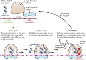 DNA Translation - Phases - TeachMePhysiology
