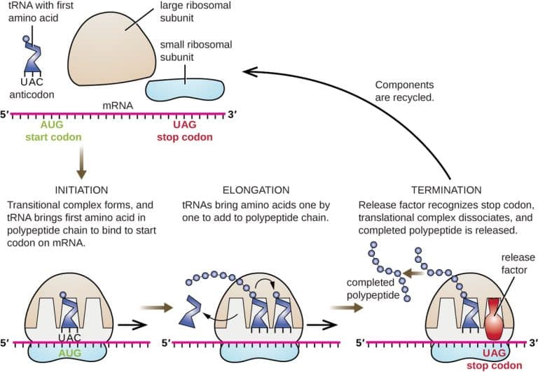 DNA Translation - Phases - TeachMePhysiology
